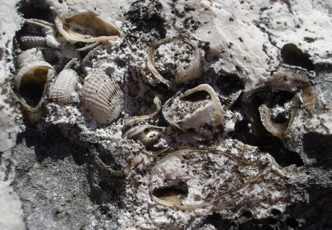 8. Pleistocene sea levels – Bermuda Geology