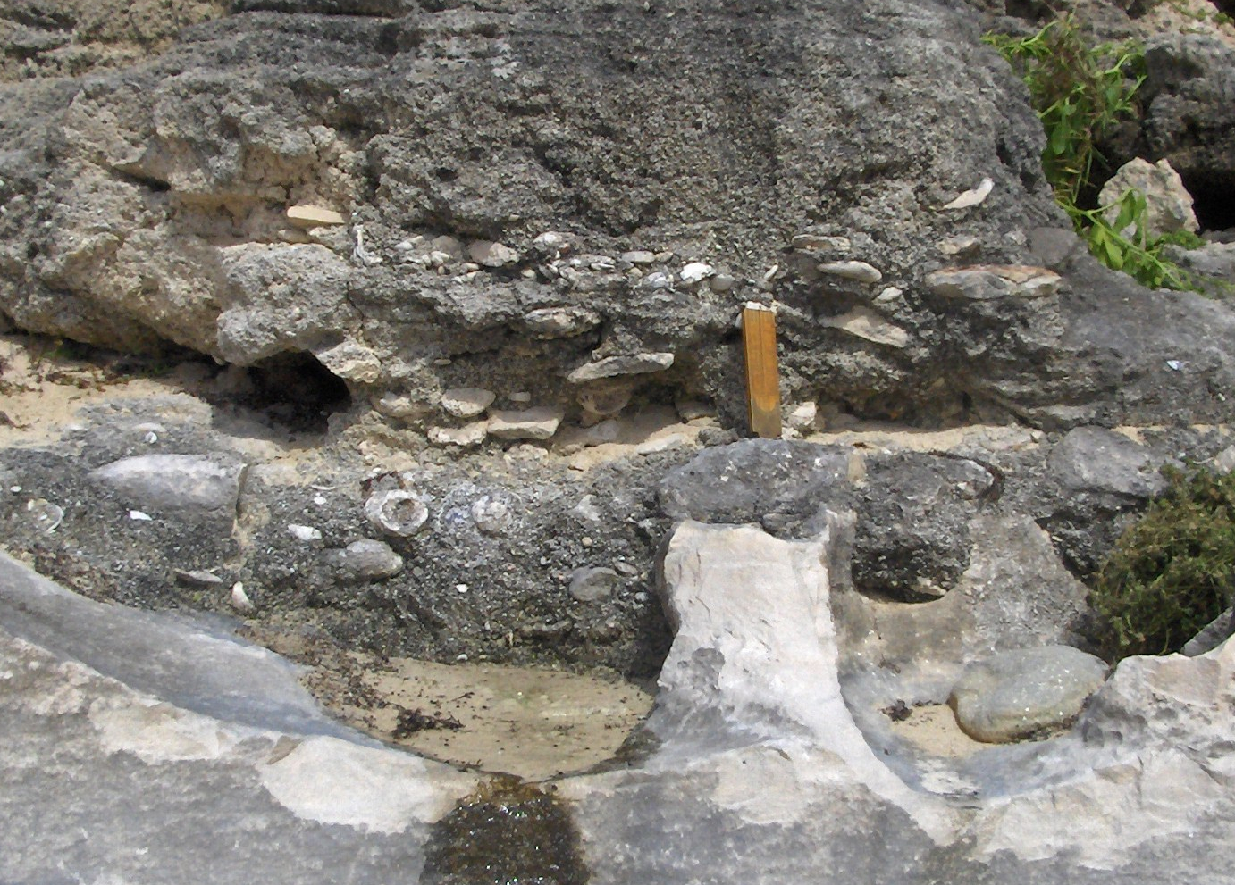 4. Marine Deposits – Bermuda Geology