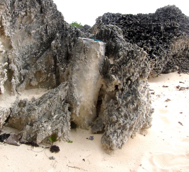 9. Fossils – Bermuda Geology