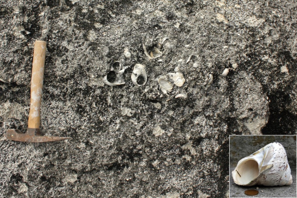 Devonshire Bay Field Guide – Bermuda Geology